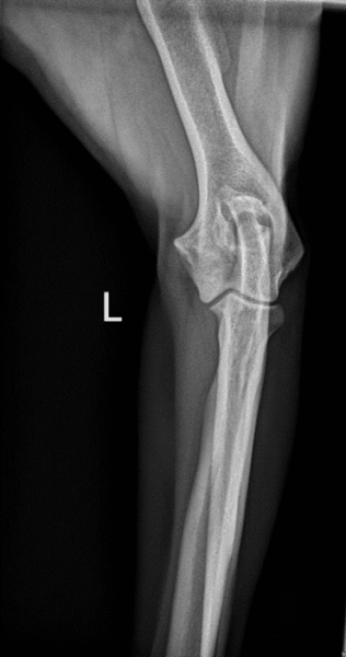 Canine Bone Scan – Animal Imaging